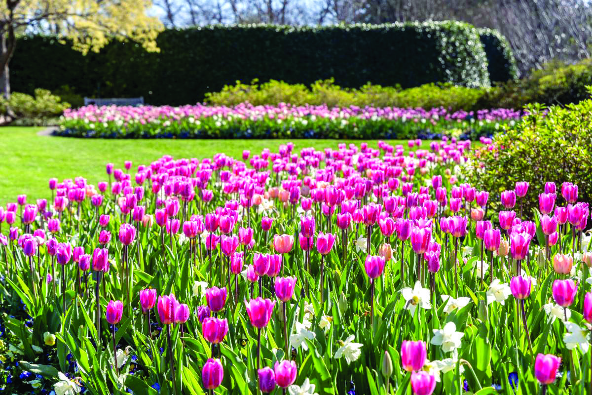 Garden ready for picture-perfect spring – White Rock Lake Weekly