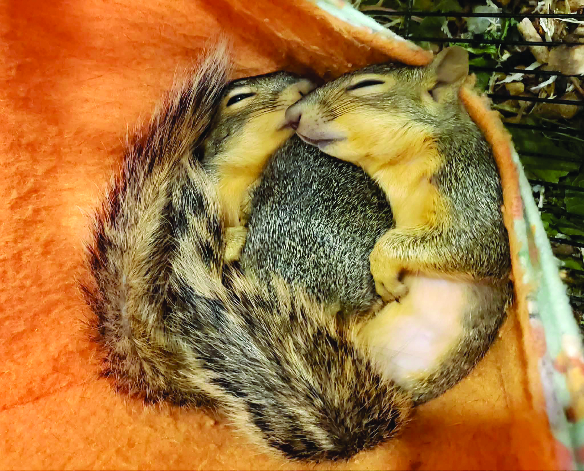 YouTube helps in squirrel rescue efforts – White Rock Lake Weekly